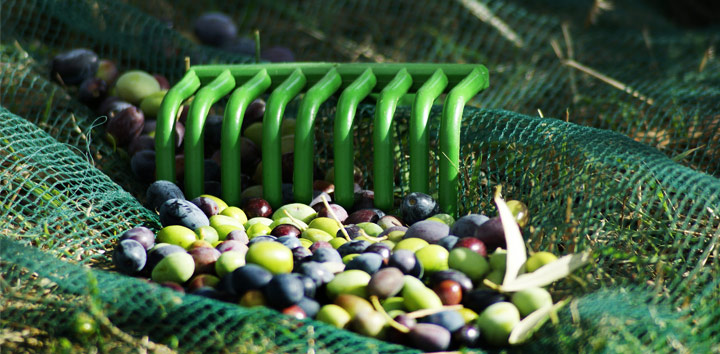Erntegeräte | Liebe Olive,