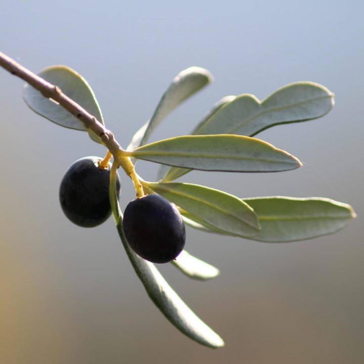 Moraiolo | Liebe Olive,